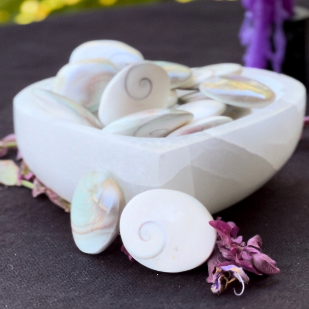 Shiva Eye Shell – Lunar Enchantments
